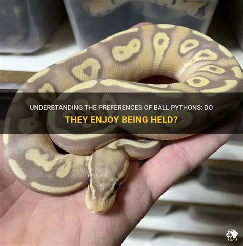 Understanding The Preferences Of Ball Pythons Do They Enjoy Being Held