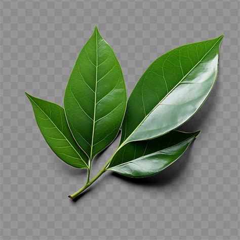 Premium Psd Isolated Of Bay Leaf Showcasing Its Glossy Surface And Rich Ph Png Psd Decoration