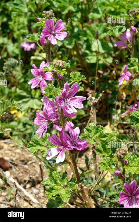 Common Mallow Malva Sylvestris Is An Annual Biennial Or Perennial