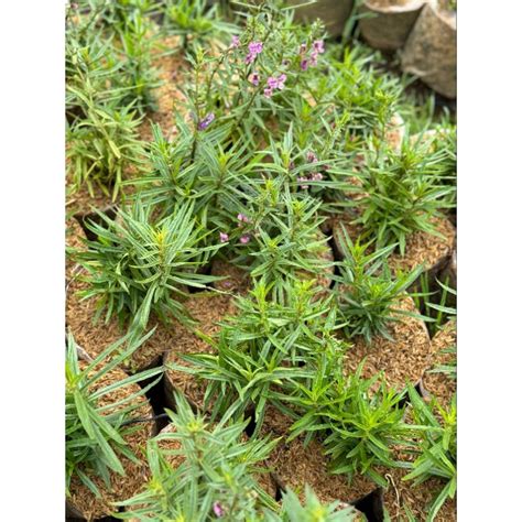 Jual Tanaman Hias Lavender Bunga Lavender Untuk Pengusir Nyamuk Bunga