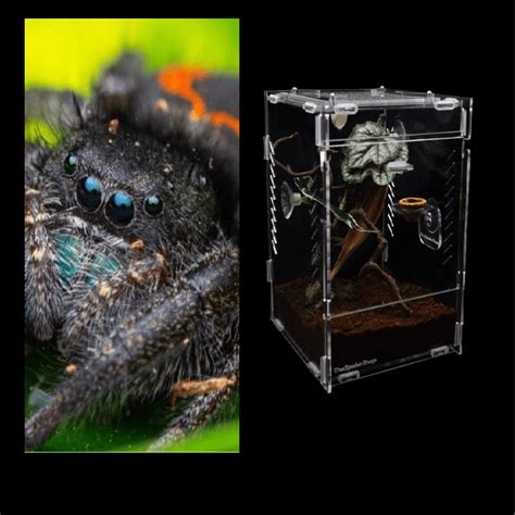 Widow Jumping Spider The Spider Shop