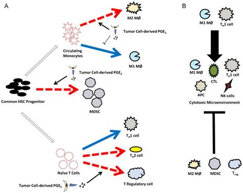 Cox 2 And Pge2 Dependent Immunomodulation In Breast Cancer Pmc