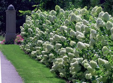 Limelight Hydrangea Care Guide To Planting Pruning And More Garden