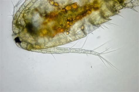 Cyclops The Microscopic Life Of Shetland Lochs
