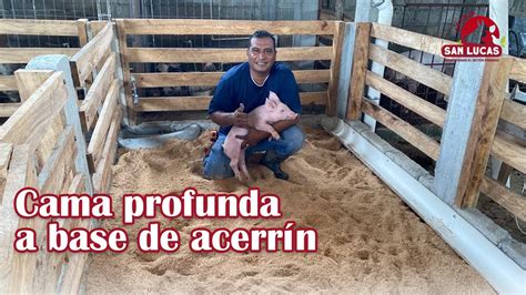Cama Profunda Para Cría De Cerdos Medidas Y Materiales Granja San
