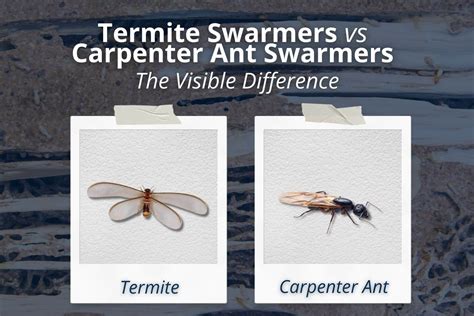 How To Tell The Difference Carpenter Ant And Termite Droppings Grand