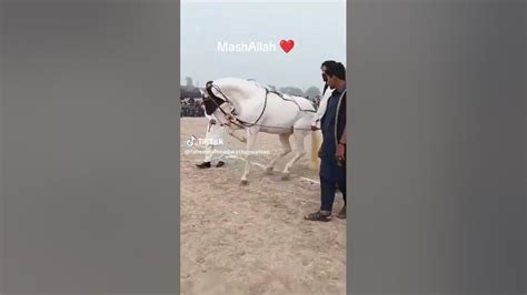 گھوڑے کی ڈانسنگ ویڈیو Youtube