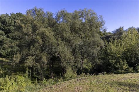 Different Types Of Deciduous Trees In The Park At The End Of Summer