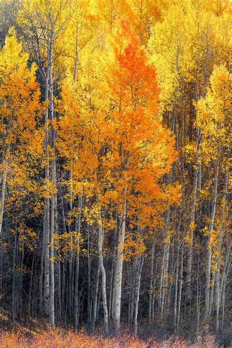 Aspen Forest And Tree Photography Colorado Fine Art Prints