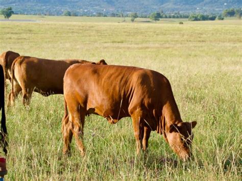 130 Ganado Vacuno Hereford Fotografías De Stock Fotos E Imágenes