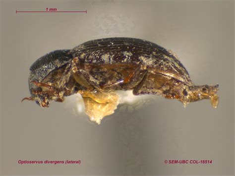 Elmidae