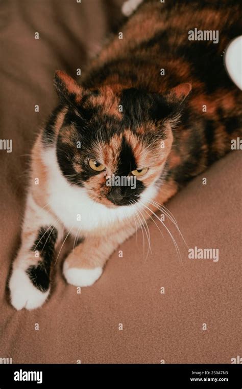 A Tranquil Moment Reveals A Calico Cat Being Brushed With Care The