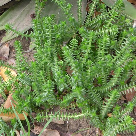 Crassula Schimperi Tentative Name For A Crassula I Bought Tanetahi Flickr