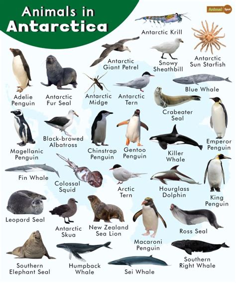 List Of Birds In Antarctica With Pictures Facts Chart And More
