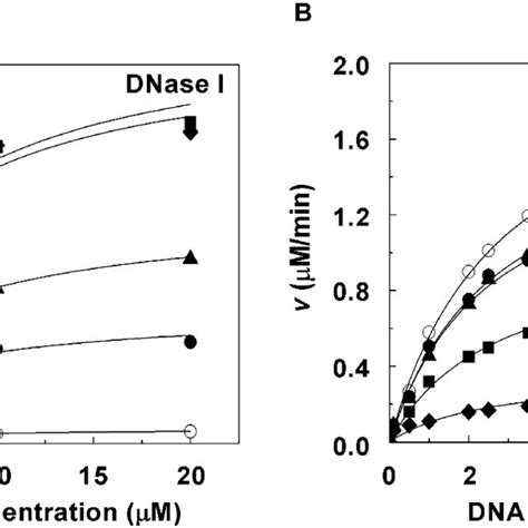 A Hydrolysis Of Plasmid Pcdna 31 Dna By Dnase I 001 U In The