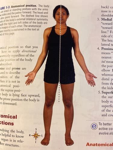 Structure And Function Book Ch1 Intro To The Body Flashcards Quizlet