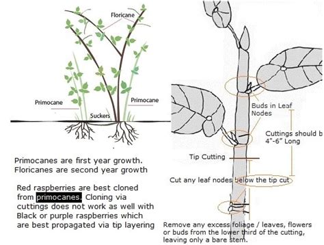 Raspberry Cuttings How To Grow Raspberries From Cuttings