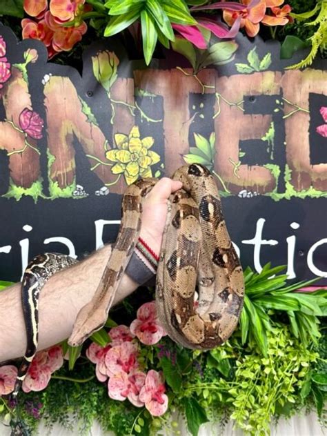 Male Common Boa Constrictor Planted Terraria Exotics