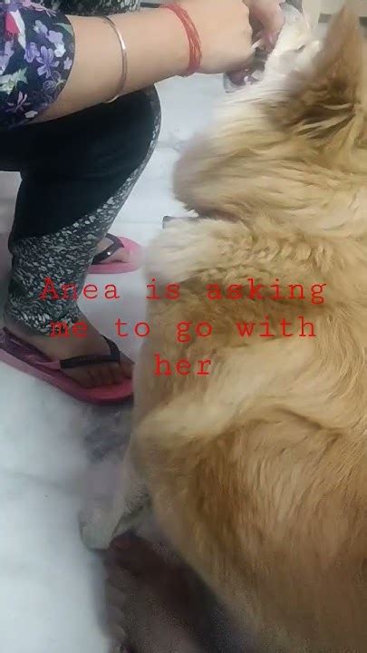 Aneas Request To Go Back Home Youtube