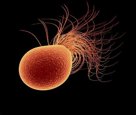 64 Best Extremophiles Images On Pinterest Life Science Physical
