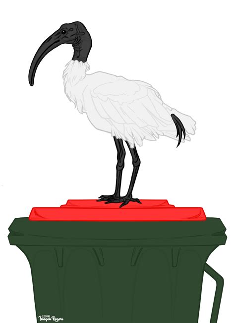 Origin Of Bin Chicken At Herbert Yamasaki Blog