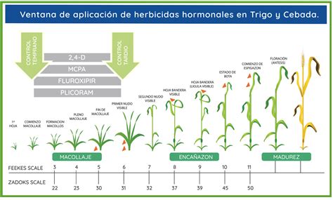 Enfrentando Malezas En Trigo Gleba