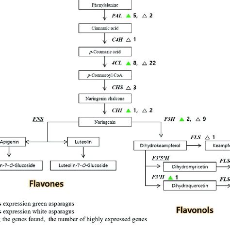 Biosynthetic Pathways And Compartmentalization Of Flavonoid Synthesis