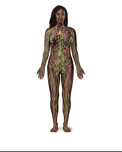 Lymphatic System Diagram Quizlet Lymphatic System Diagram Quizlet