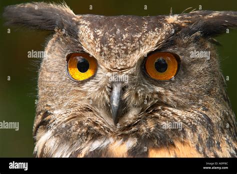 European Eagle Owl Bubo Bubo Head Great Tuffed Tuffted Tufted Stock