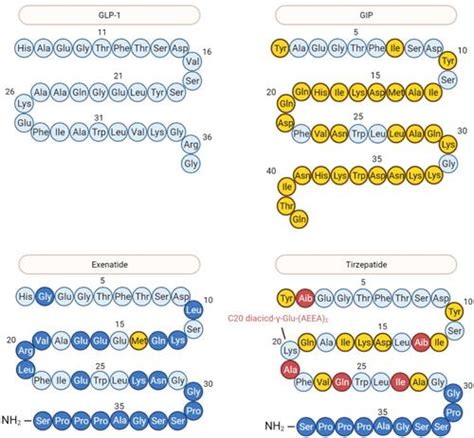 Full Article Designing A Dual Glp 1rgipr Agonist From Tirzepatide