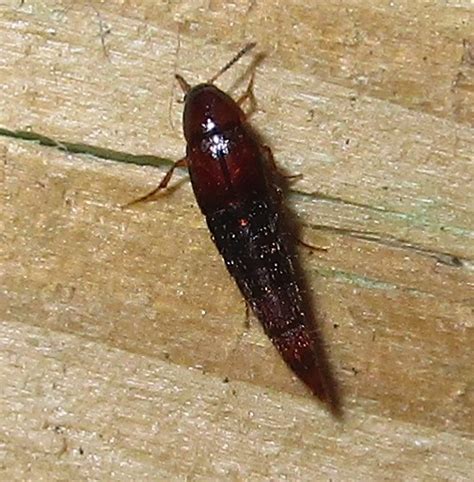 Staphylinid Bugguidenet