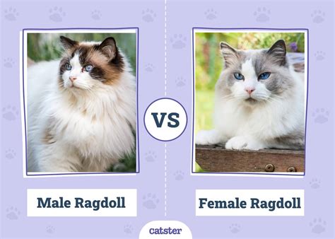 Male Vs Female Ragdolls Whats The Difference With Pictures Catster