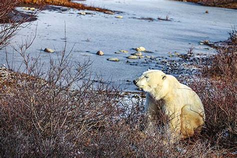 북극곰의 수도 캐나다 처칠 사람은 북극곰 구경 북극곰은 사람 구경