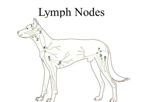 Practical Lymph Node Diagram Diagram Quizlet