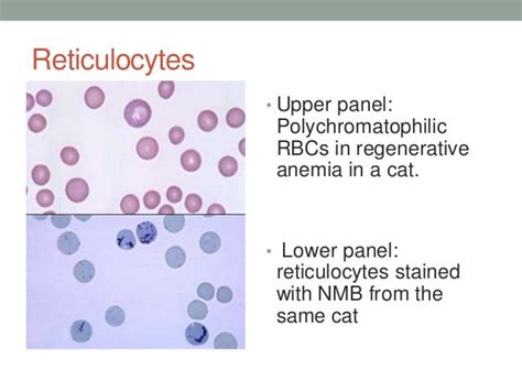 Hematology Basics Pt 1 