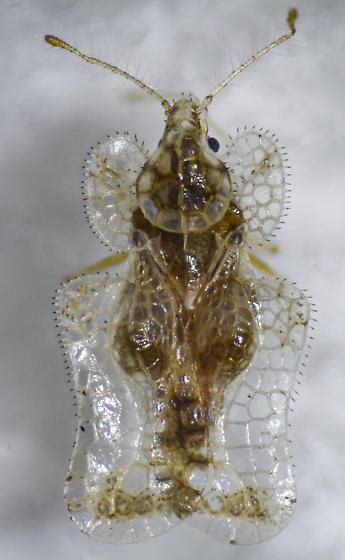 5097 Corythucha Bugguidenet