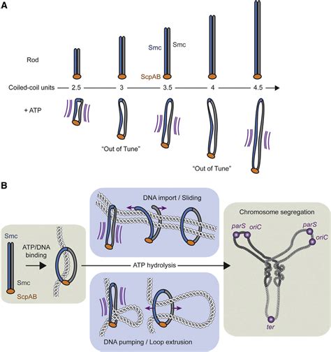 Models For The Role Of The Coiled Coil Arm During Dna Transactions Of