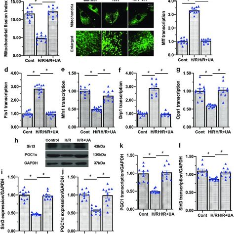 Ua Improves Mitochondrial Quality Control By Activating Mitochondrial Download Scientific
