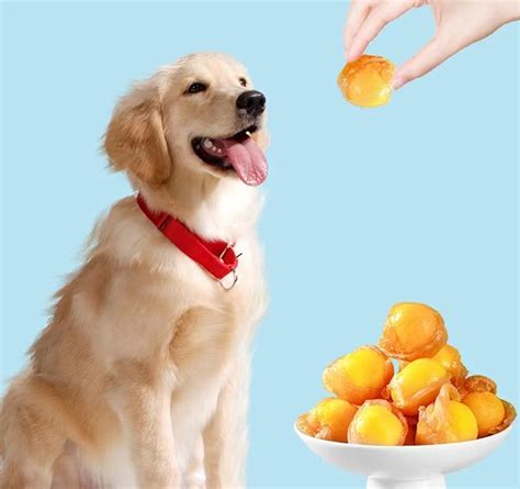 The Elements Affecting Pet Bone Growth China Oem Label Private Cat