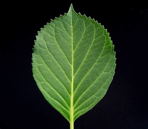 Hydrangea Macrophylla Leaf