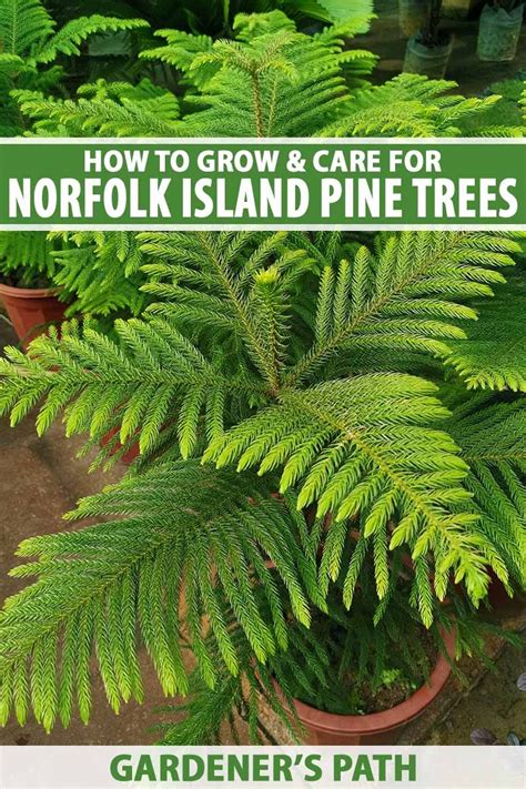 How To Grow Norfolk Island Pine Trees Artofit