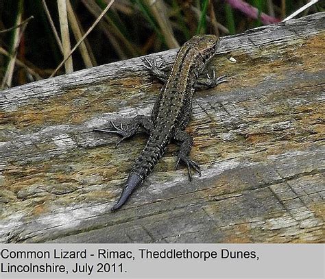 Common Lizard E1