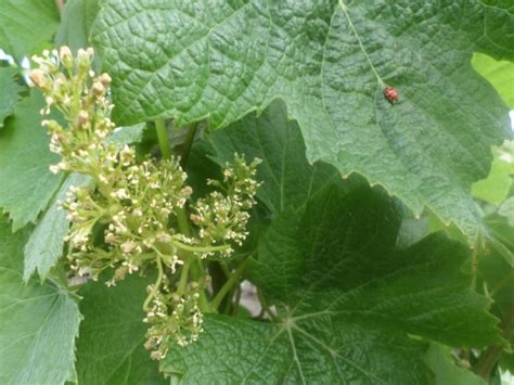 Contact Domaine De Marce