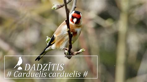 Putni Birds DadzĪtis Carduelis Carduelis Youtube