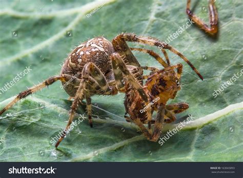 How Do Spiders Reproduce Sexually At Lorenzo Marrs Blog