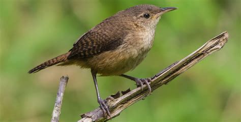 5 Wren Species In Georgia Id Guide Bird Watching Hq