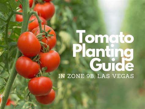 Tomatoes Zone 9b At Walter Paul Blog