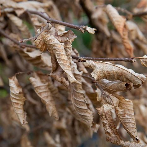 Beech Deciduous Hedging Form Plants