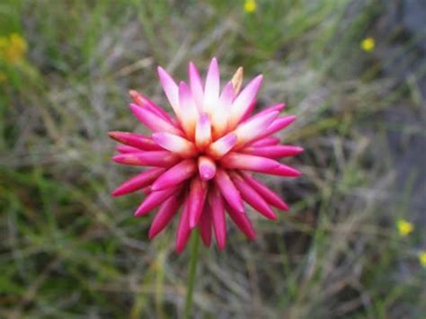 Flor De Inírida Liwi De Inírida La Flor Que Inspira La Leyenda De La Región Y La Imagen De La