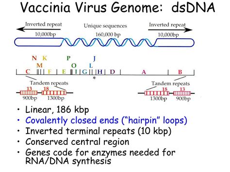Ppt Replication Of Large Dna Virus Powerpoint Presentation Free